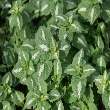 Dovenetel (Lamium maculatum 'Shell Pink')