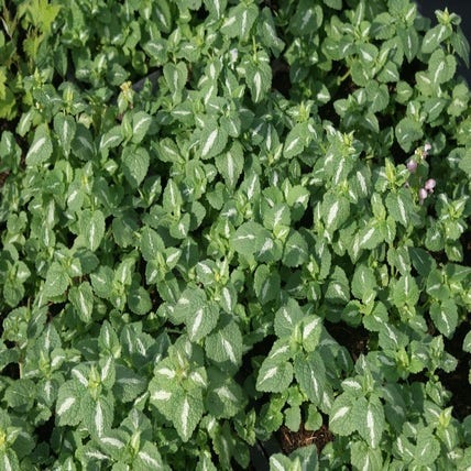 Dovenetel (Lamium maculatum 'Shell Pink')
