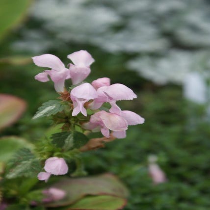 Dovenetel (Lamium maculatum 'Shell Pink')
