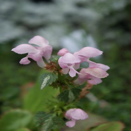 Dovenetel (Lamium maculatum 'Shell Pink')
