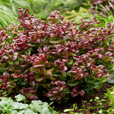 Druifheide (Leucothoe axillaris ' Curly Red')