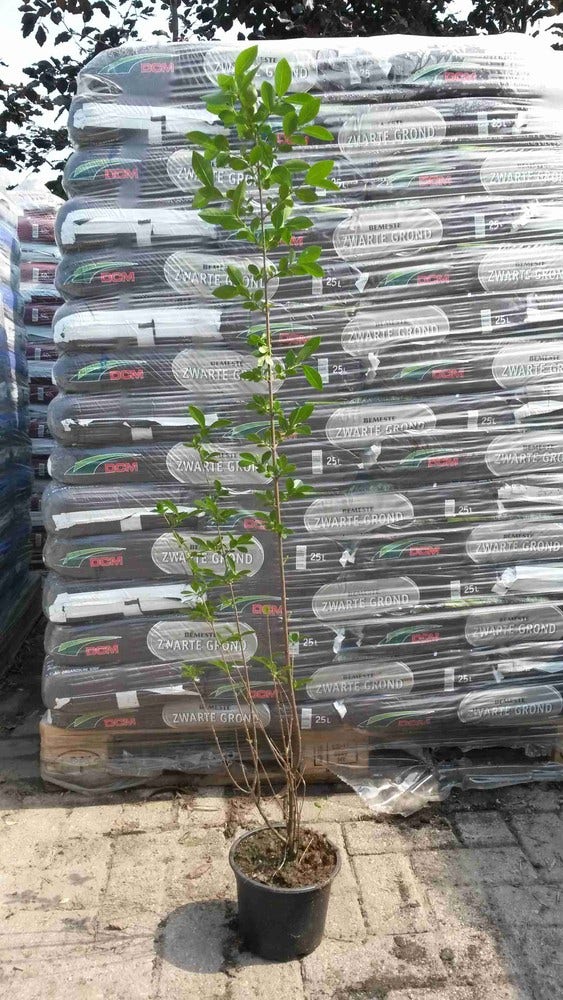 Ligusterhaag (Ligustrum ovalifolium) | Directplant