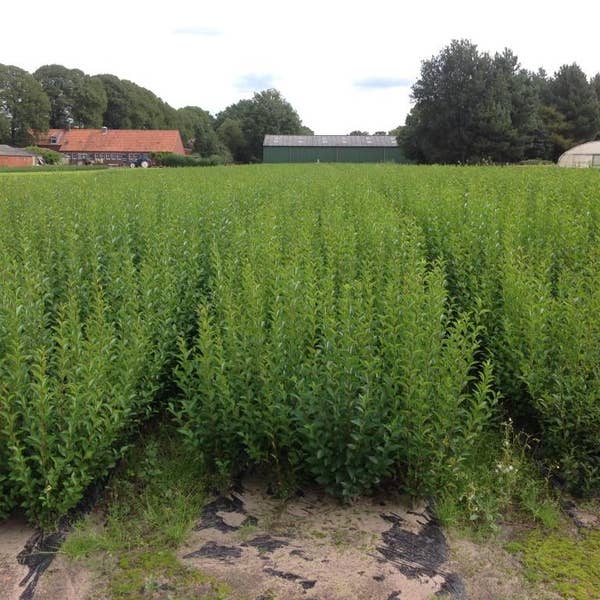 Ligusterhaag kopen? Ligustrum ovalifolium met Groeigarantie