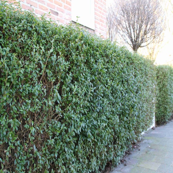 Ligusterhaag kopen? Ligustrum ovalifolium met Groeigarantie