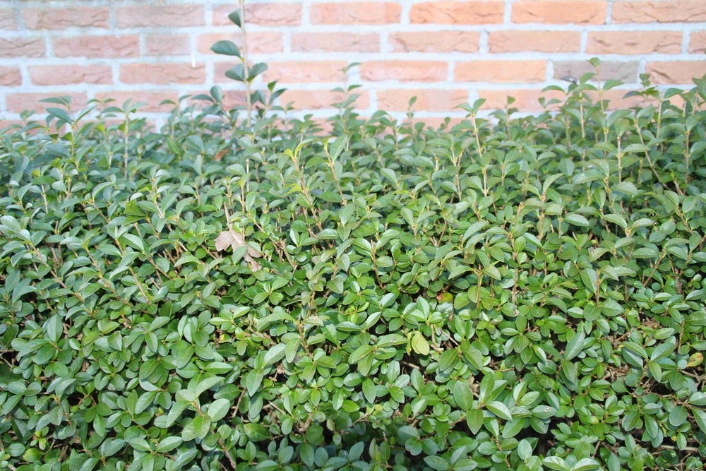 Ligusterhaag (Ligustrum ovalifolium) | Directplant