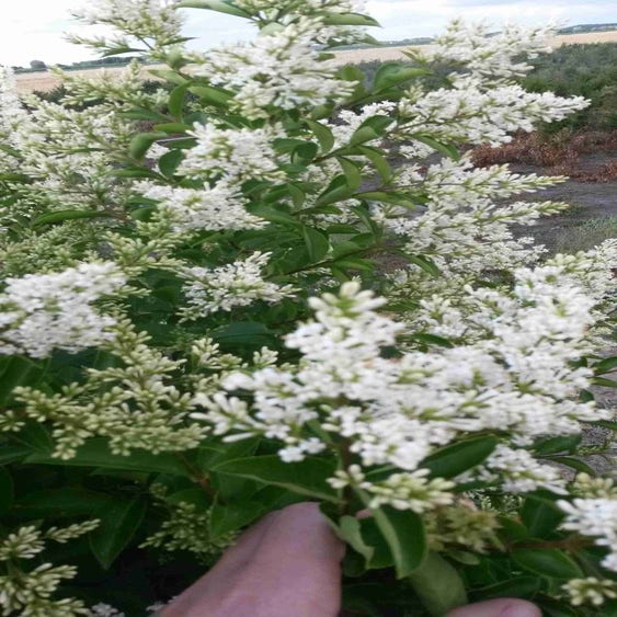 Ligusterhaag (Ligustrum ovalifolium) | Directplant