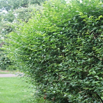 Ligusterhaag (Ligustrum ovalifolium) | Directplant