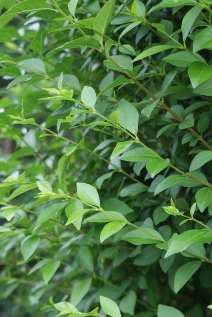 Ligusterhaag (Ligustrum ovalifolium) | Directplant