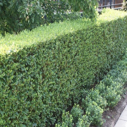 Ligusterhaag kopen? Ligustrum ovalifolium met Groeigarantie
