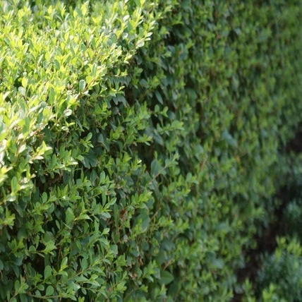 Ligusterhaag (Ligustrum ovalifolium) | Directplant