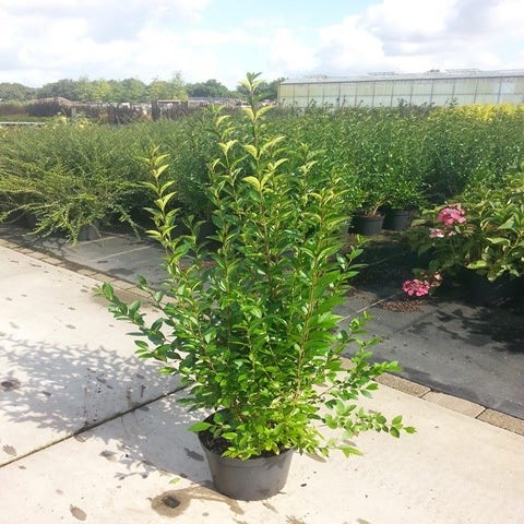 Ligusterhaag (Ligustrum ovalifolium) | Directplant