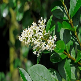 Wilde Liguster kopen? Ligustrum vulgare met groeigarantie