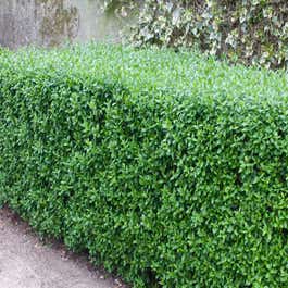 Wilde Liguster kopen? Ligustrum vulgare met groeigarantie | Directplant