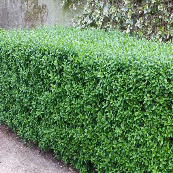 Wilde Liguster kopen? Ligustrum vulgare met groeigarantie