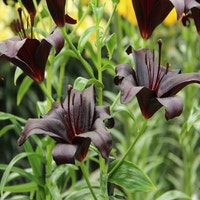 Lelie (Lilium 'Nightrider')