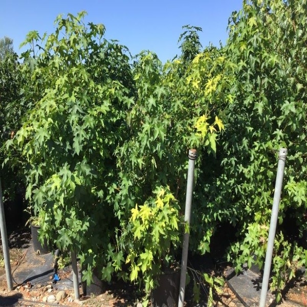 Meerstammige amberboom (Liquidambar styraciflua)