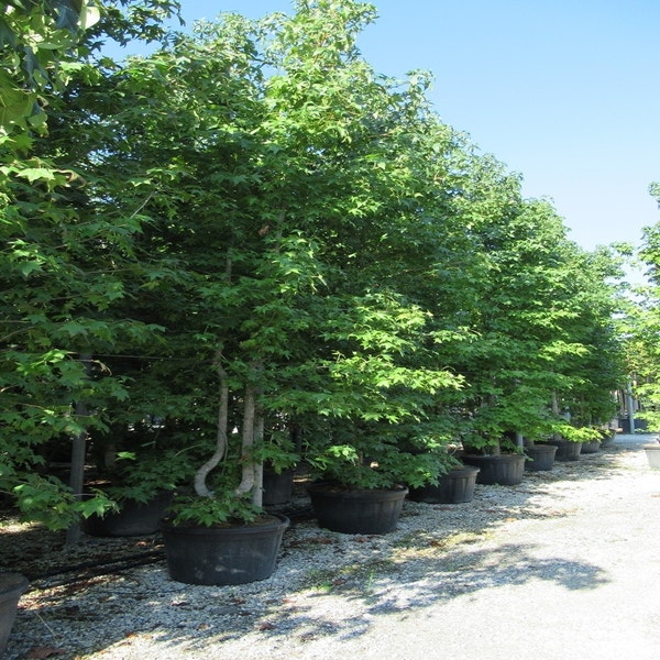 Meerstammige amberboom (Liquidambar styraciflua)
