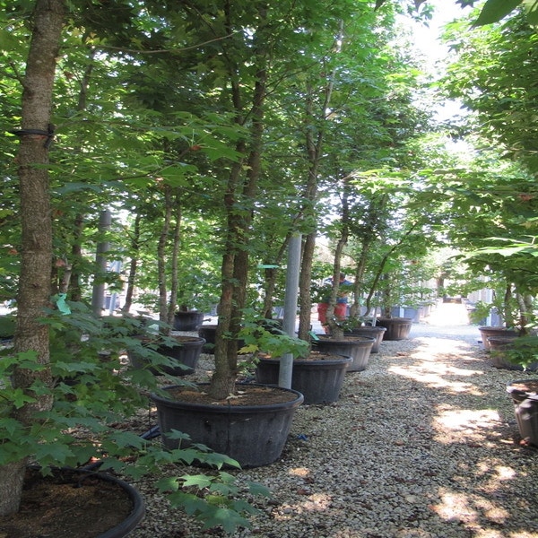 Meerstammige amberboom (Liquidambar styraciflua)