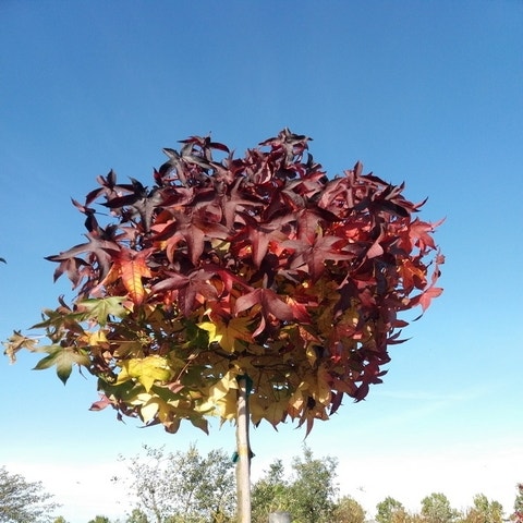 Amberboom op stam (Liquidambar 'Gum Ball')
