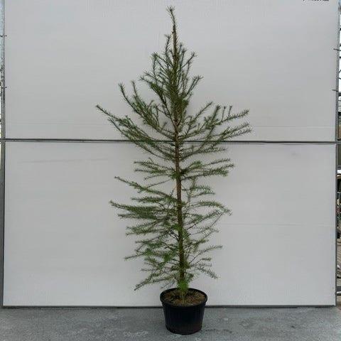Lariks (Larix kaempferi)