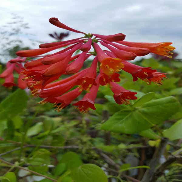 Kamperfoelie (Lonicera brownii 'Dropmore Scarlet')
