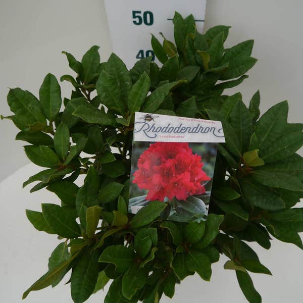 Rhododendron (Rhododendron 'Lord Roberts')