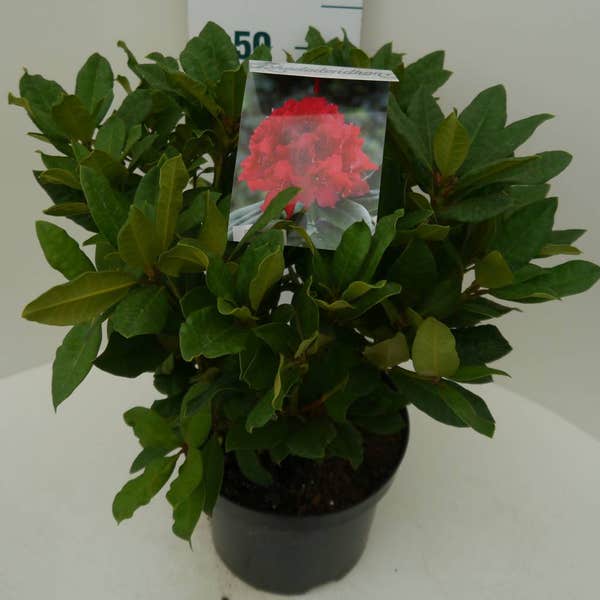 Rhododendron (Rhododendron 'Lord Roberts')