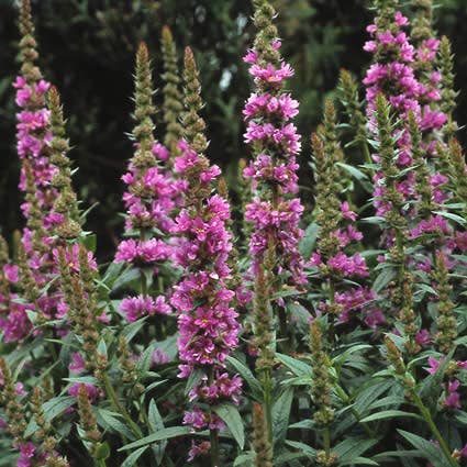 Kattestaart (Lythrum salicaria 'Robert')