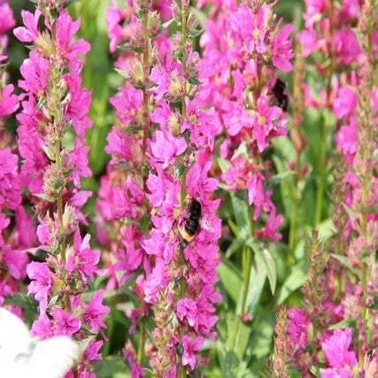 Kattestaart (Lythrum salicaria 'Robert')