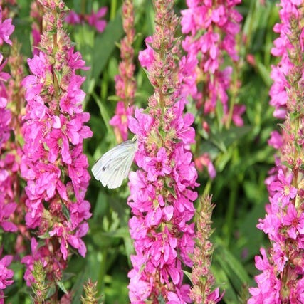 Kattestaart (Lythrum salicaria 'Robert')