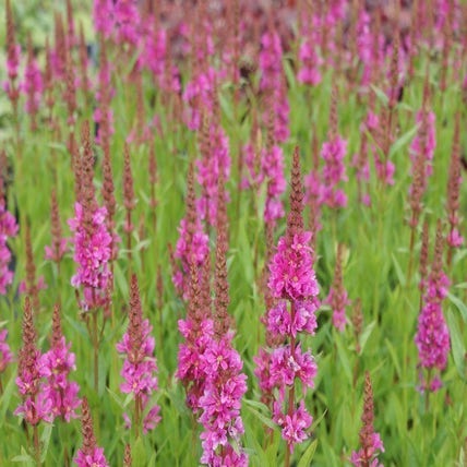 Kattestaart (Lythrum salicaria 'Robert')