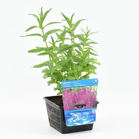 Kattestaart (Lythrum salicaria)