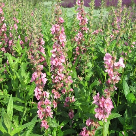 Kattestaart (Lythrum salicaria 'Blush')