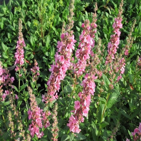 Kattestaart (Lythrum salicaria 'Blush')