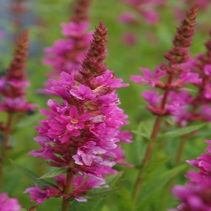 Kattestaart (Lythrum salicaria 'Robert')