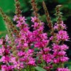 Kattestaart (Lythrum salicaria 'The Beacon') | Directplant