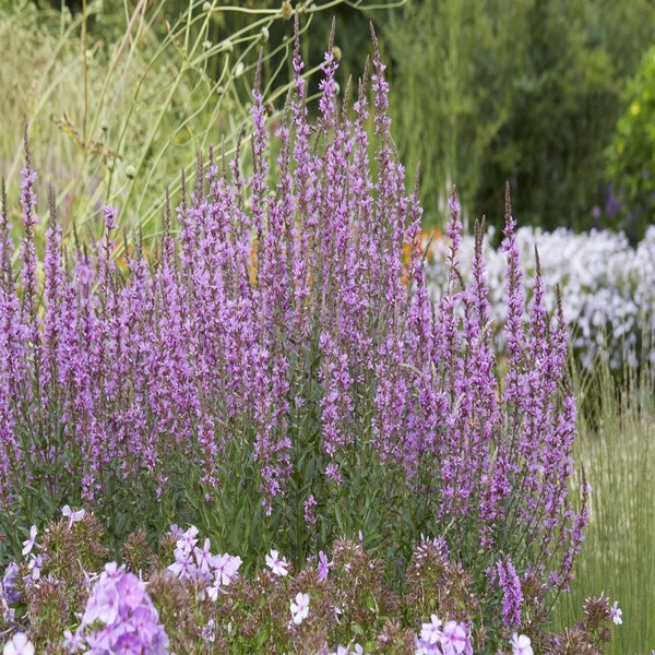 Kattestaart (Lythrum virgatum 'Dropmore Purple')