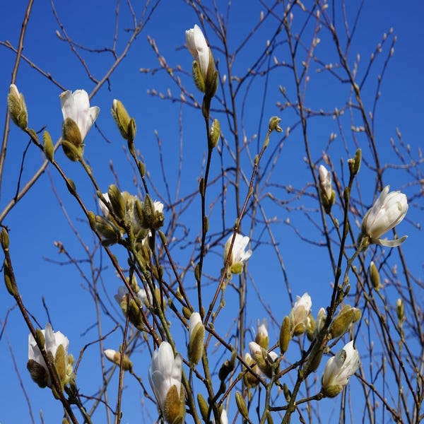 Magnolia als boom (Magnolia stellata)