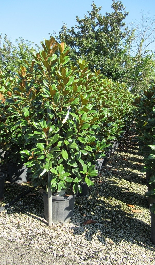 Beverboom (Magnolia grandiflora 'Goliath') | Directplant