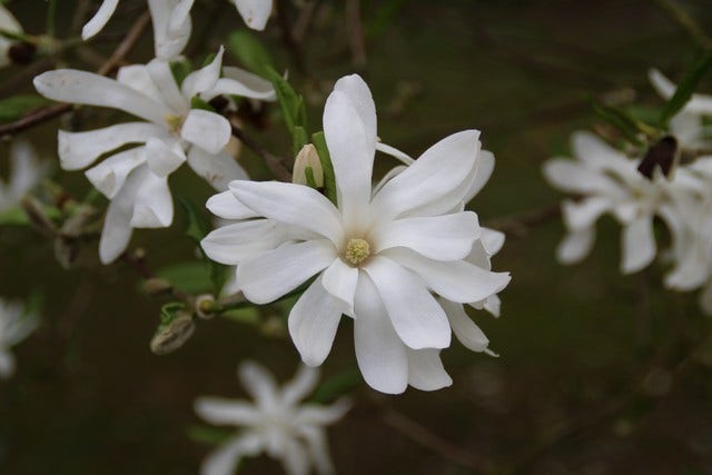 Stermagnolia (Magnolia stellata) | Directplant