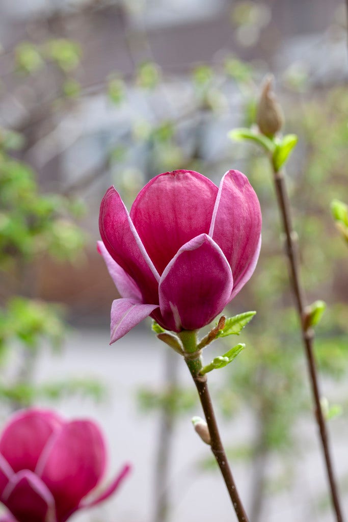 Magnolia (Magnolia 'Genie') | Directplant