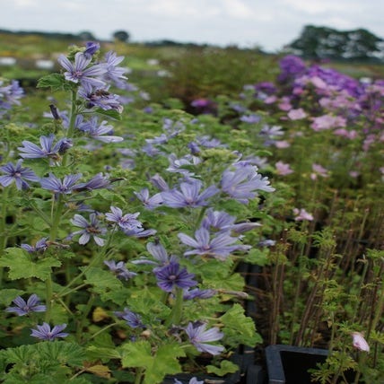 Kaasjeskruid (Malva sylvestris 'Primley Blue')