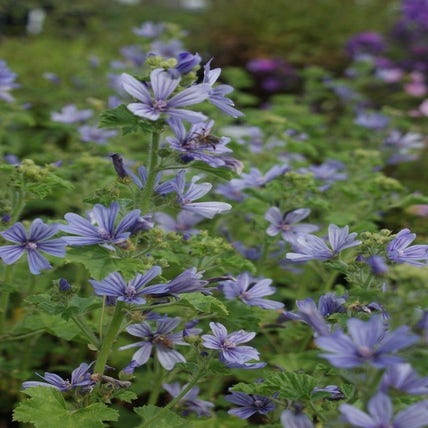 Kaasjeskruid (Malva sylvestris 'Primley Blue')