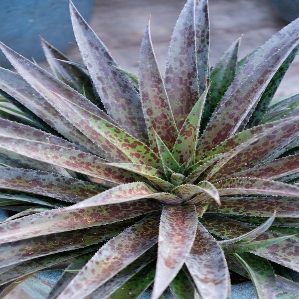 Mangave (Mangave 'Pineapple Express')