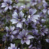 Kaasjeskruid (Malva sylvestris 'Primley Blue')