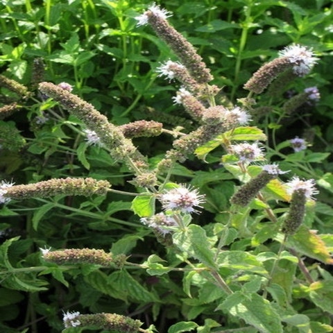 Groene Munt (Mentha spicata) BIO