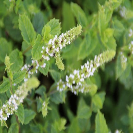 Marokkaanse munt (Mentha spicata 'Moroccan')