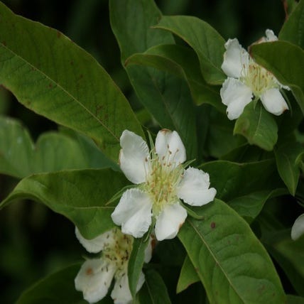 Mispel (Mespilus germanica)