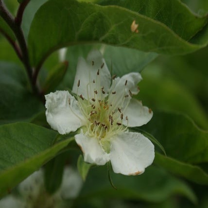 Mispel (Mespilus germanica)