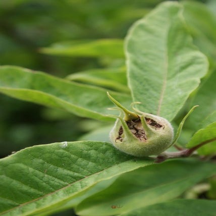 Mispel (Mespilus germanica)